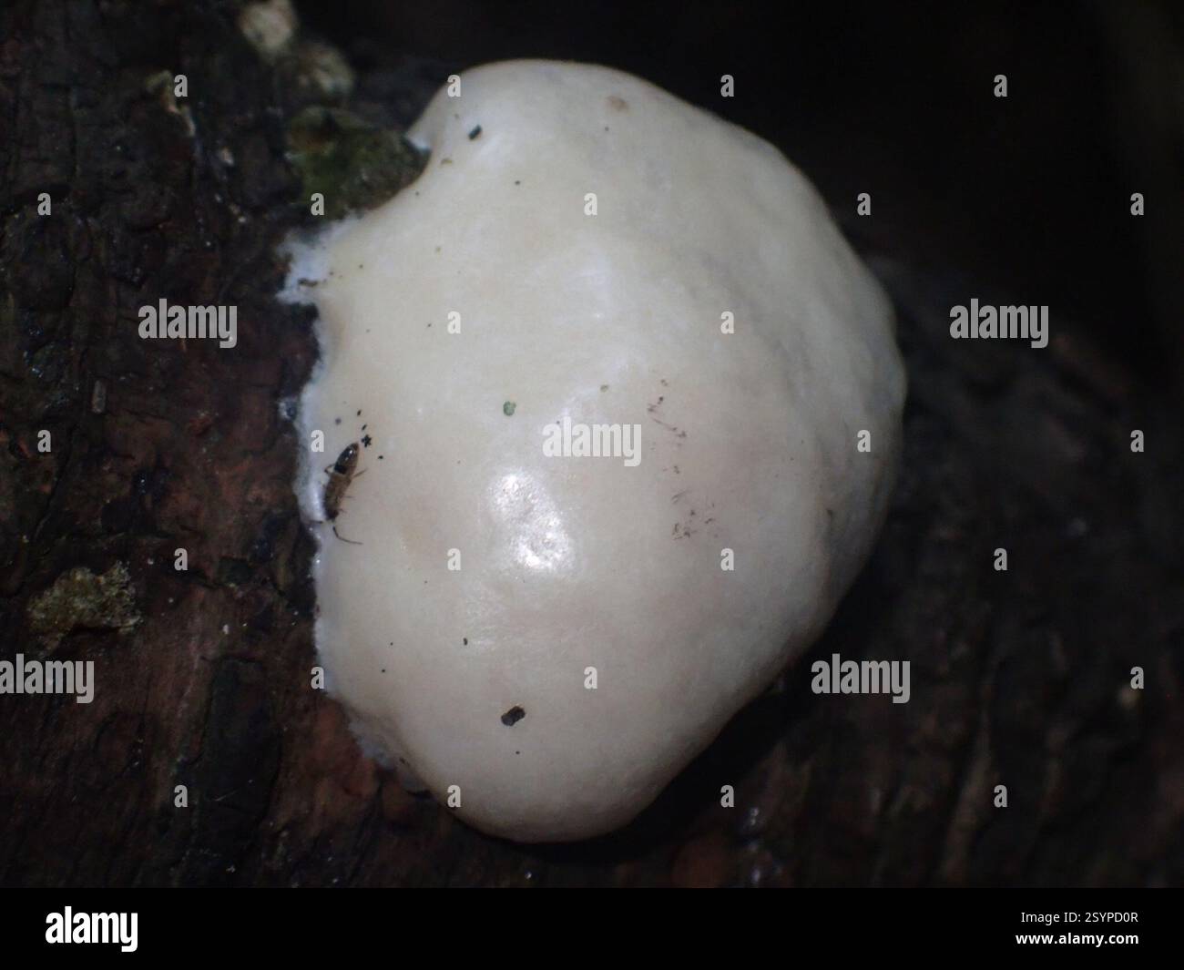 False Puffball (Reticularia lycoperdon), Protozoa, Langley Court West ...