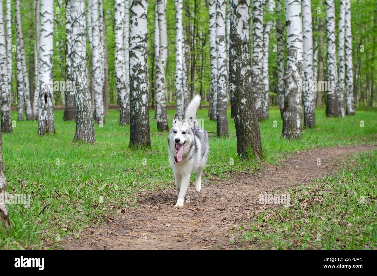 Siberian husky in mid-stride, running along narrow dirt path ...
