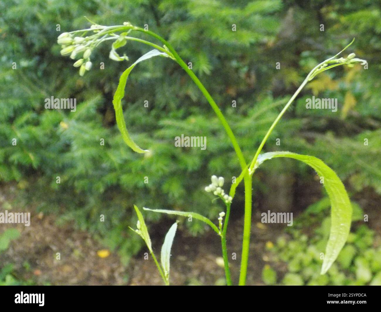 Pendulous rockcress (Catolobus pendulus), Plantae, Tomskiy rayon, Tomsk ...