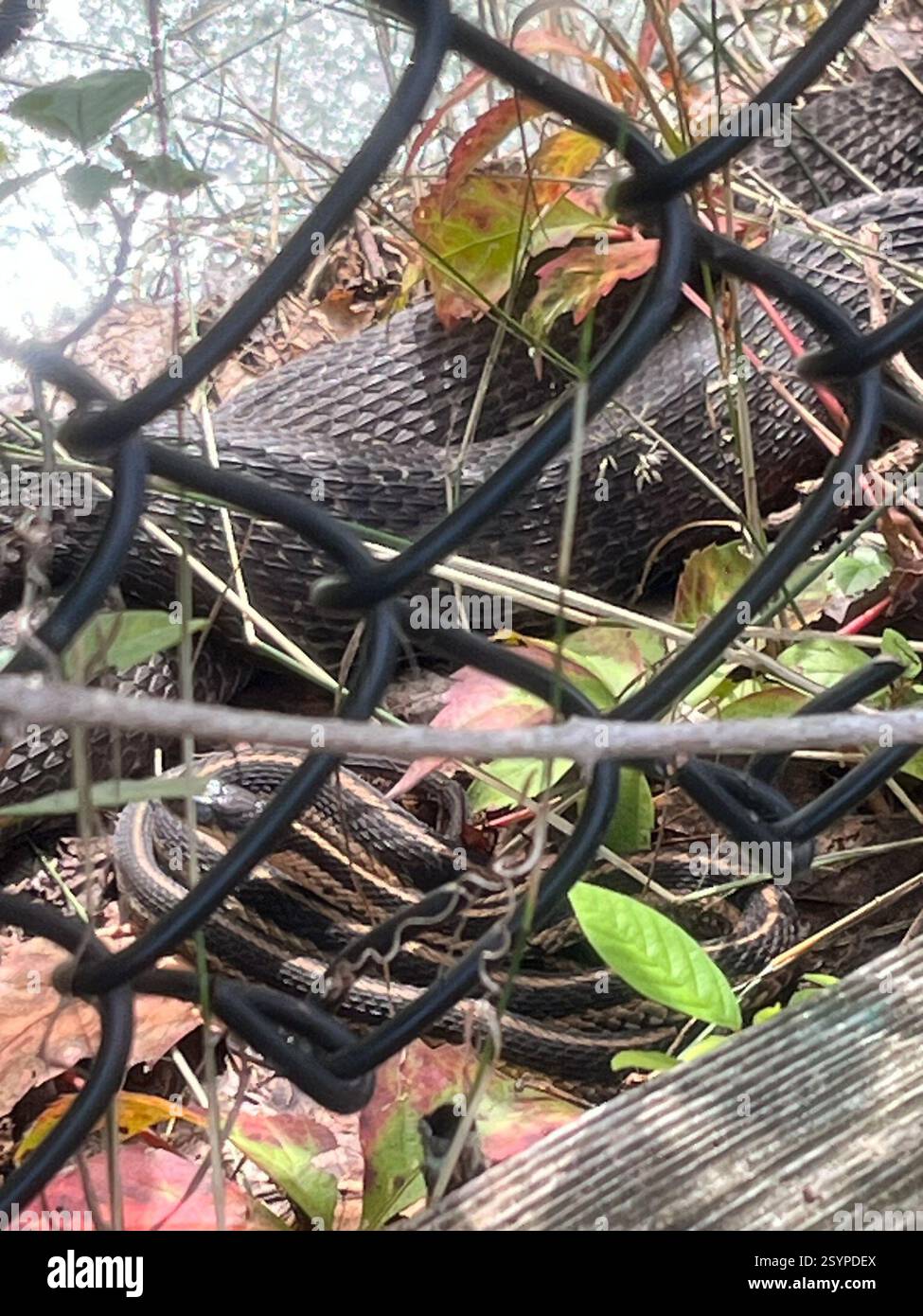 Eastern Garter Snake (Thamnophis sirtalis sirtalis), Reptilia ...