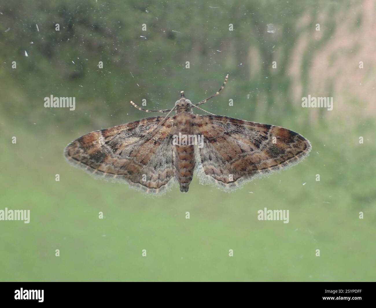 Double-striped Pug (Gymnoscelis rufifasciata), Insecta, South Hill Wood ...