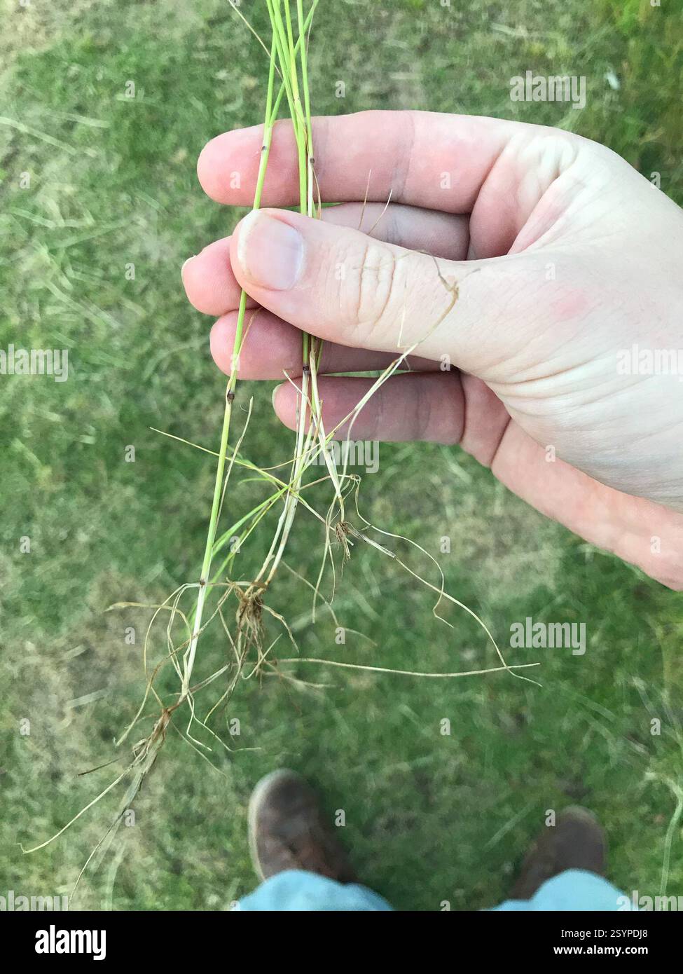 rattail sixweeks grass (Festuca myuros), Plantae, Kamikoshikicho Eishi ...