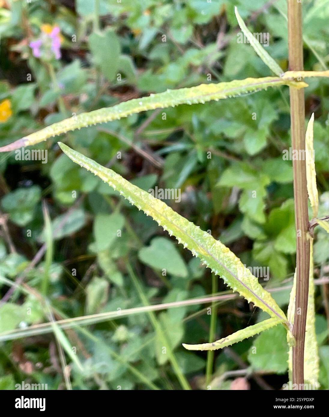 coastal burnweed (Senecio minimus), Plantae, Monterey, CA, US, Fruiting ...