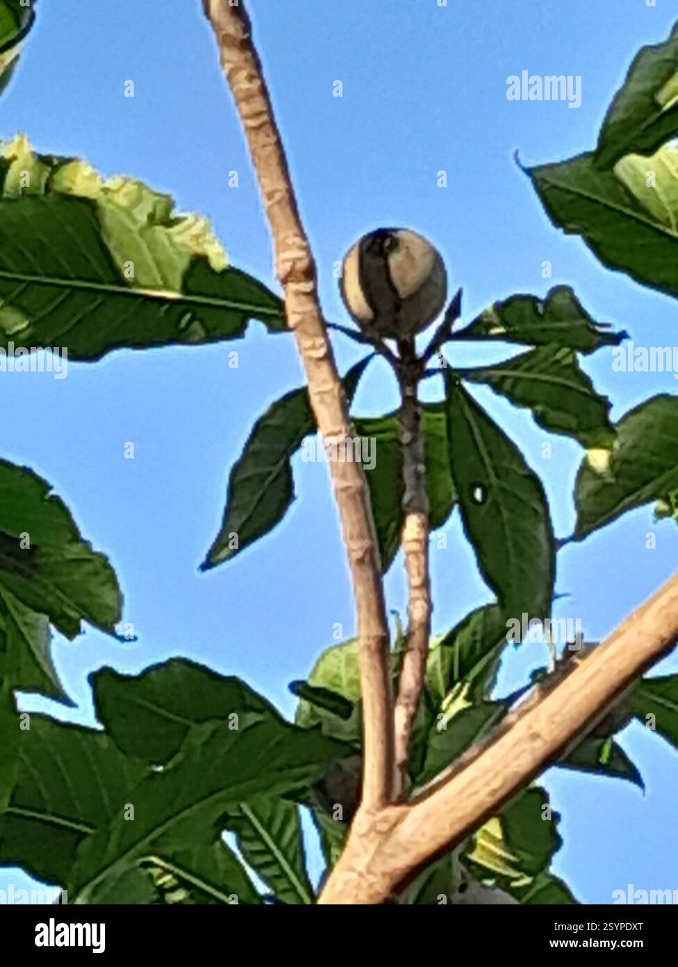 Genipap Tree (Genipa americana), Plantae, Paraguay Stock Photo - Alamy