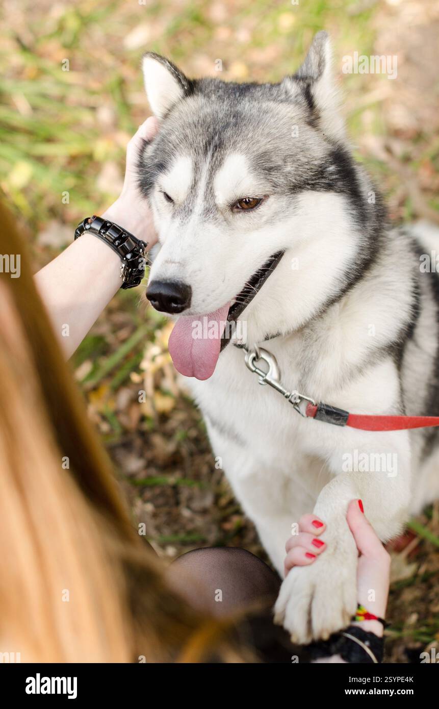 Siberian husky shows affection, placing paw on young females hand ...