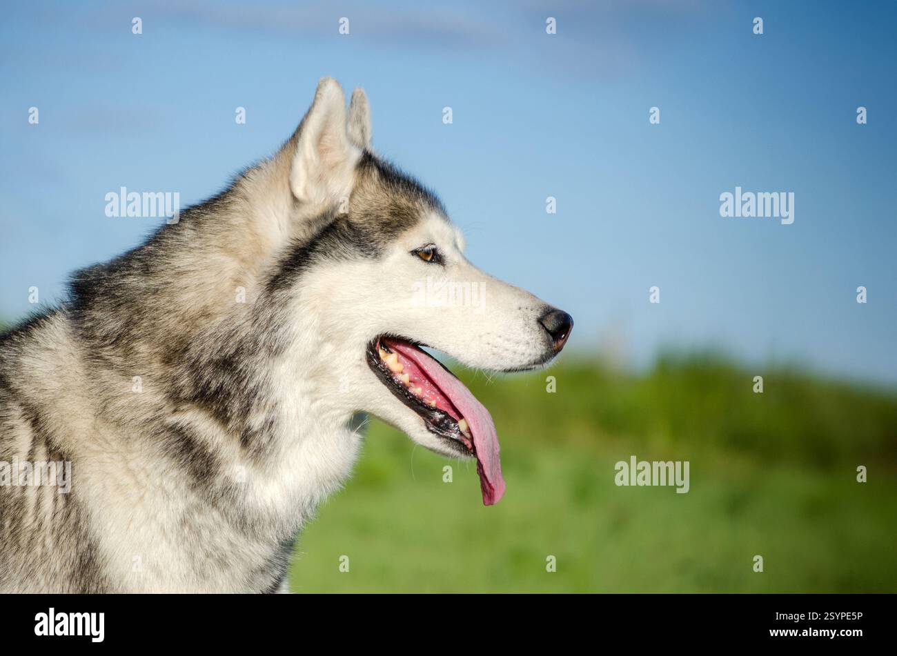 Siberian husky with striking blue eyes stands on lush green field ...