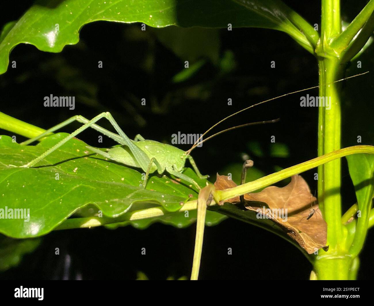 Katydids (Tettigoniidae), Insecta, Mudigere, Chikkamagaluru, KA, IN ...