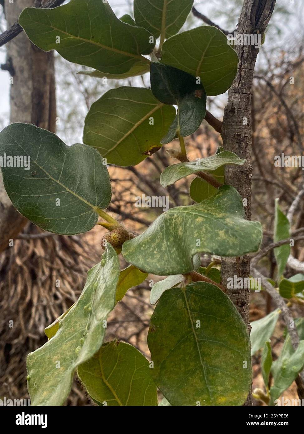 Mountain rock fig (Ficus glumosa), Plantae, Polokwane Rural, Pietersburg, LP, ZA Stock Photo - Alamy