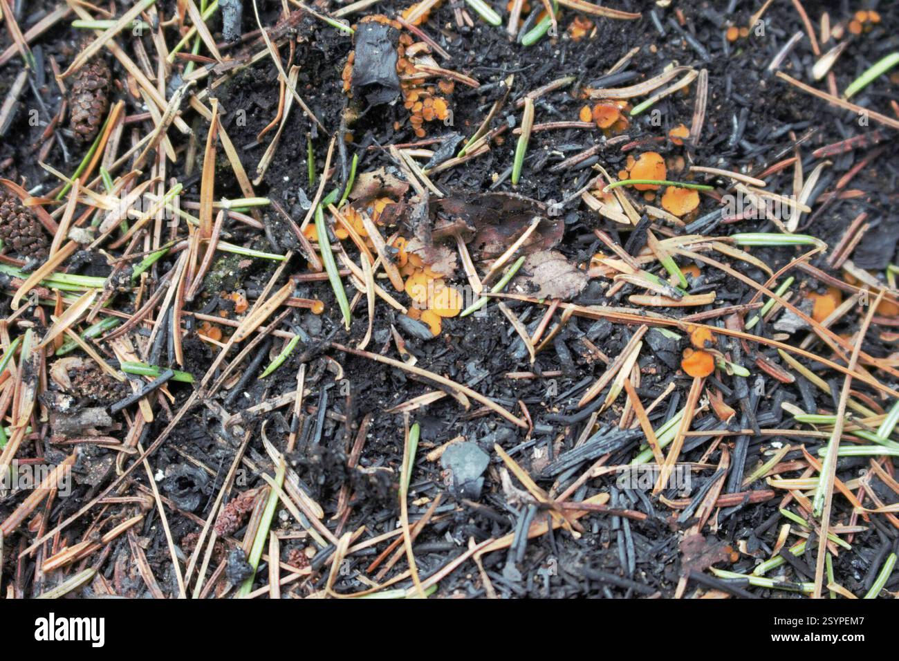 (Pyronemataceae), Fungi, Renfrew County, ON, Canada Stock Photo - Alamy