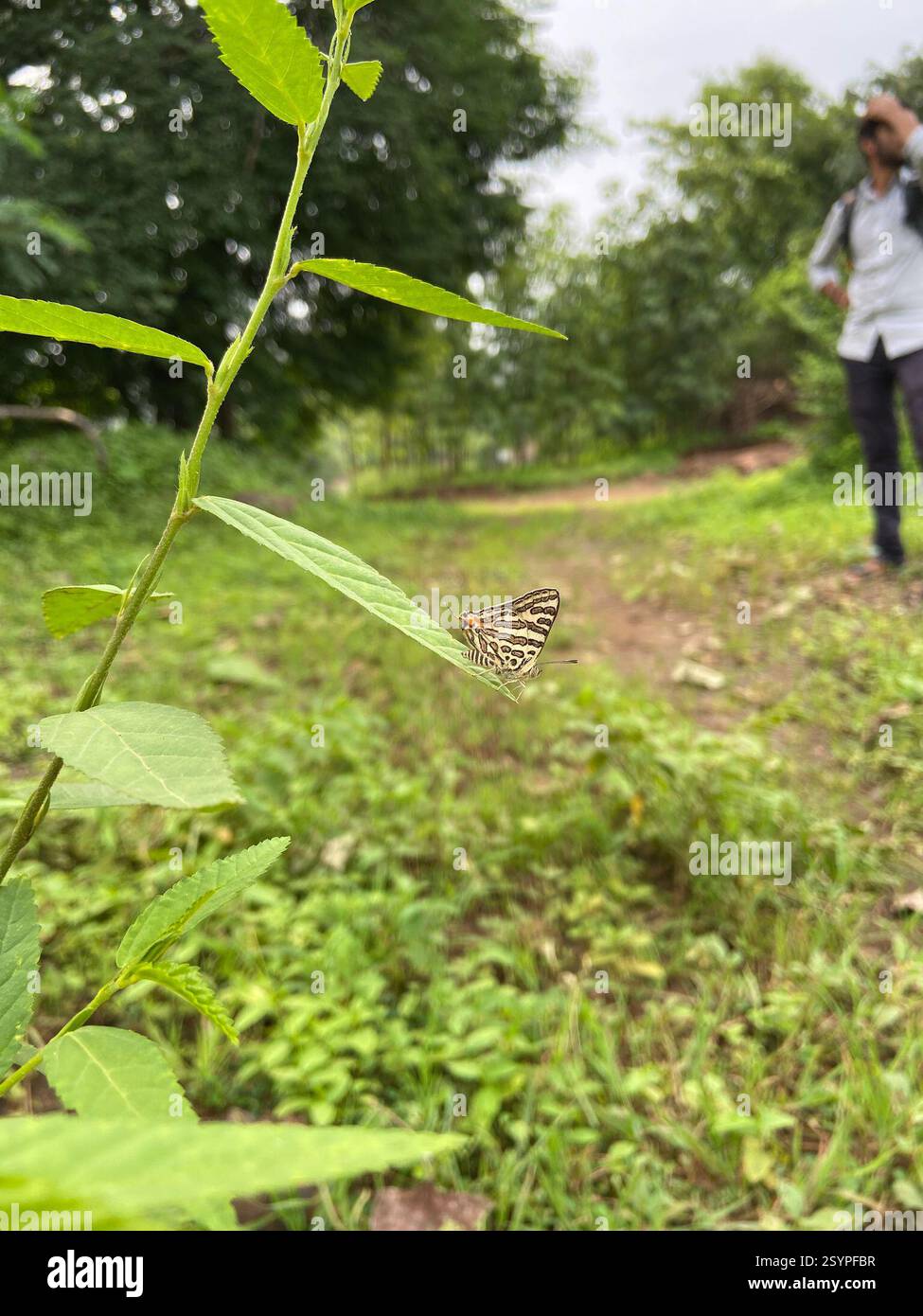 Silverlines (Cigaritis), Insecta, Vansda National Park, Tapi, GJ, IN ...