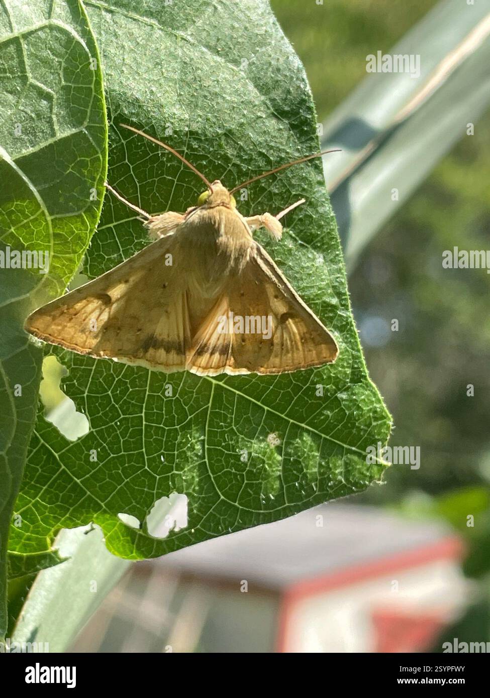 Corn Earworm Moth (Helicoverpa zea), Insecta, S Ashwood Ave ...