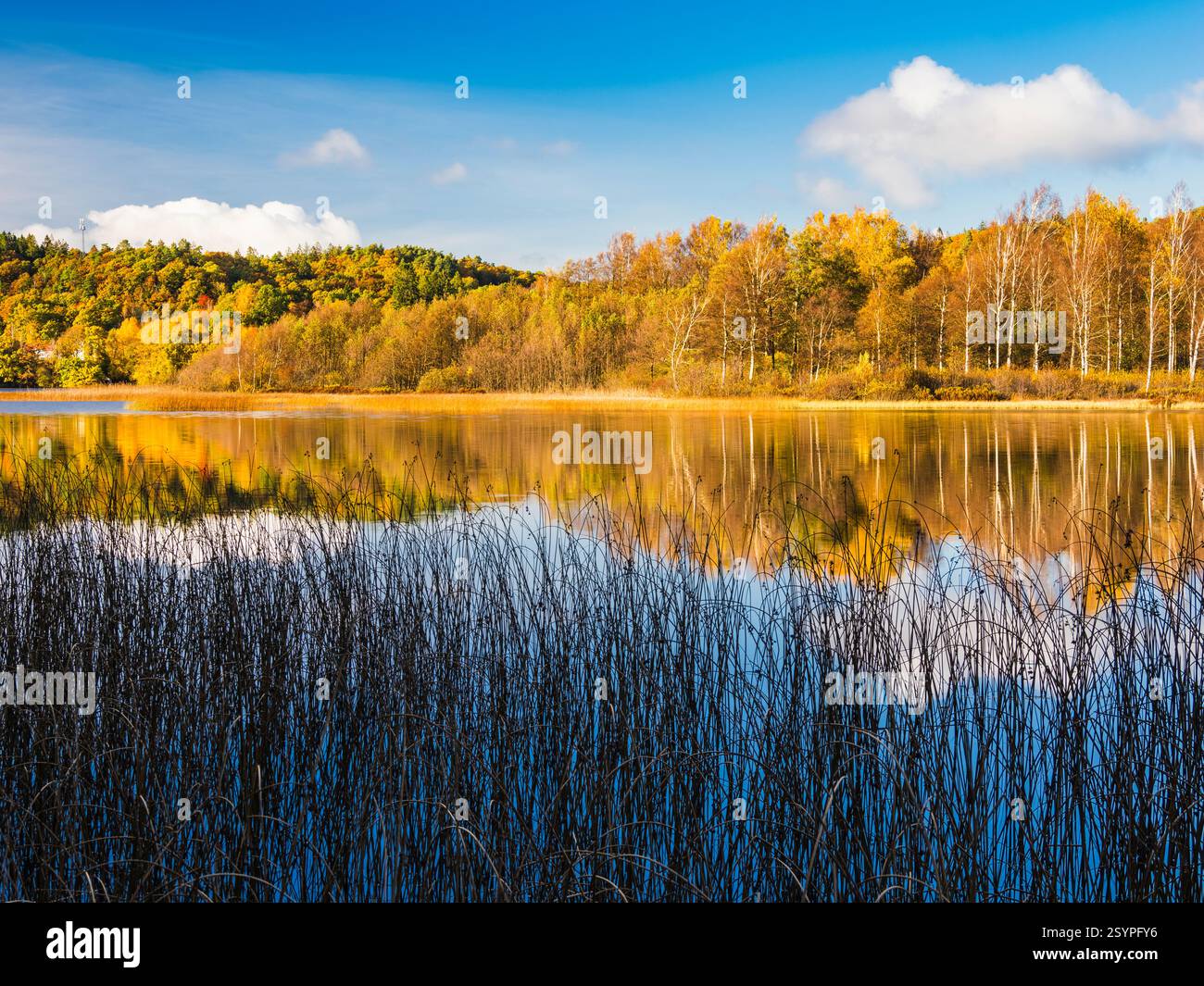 Tall reeds framing hi-res stock photography and images - Alamy