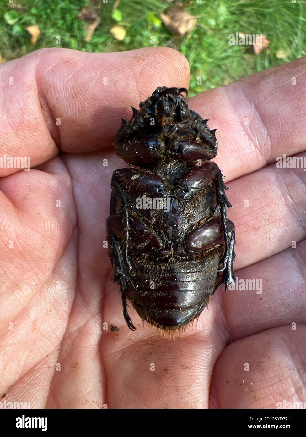 Eastern Hercules Beetle (Dynastes tityus), Insecta, Acacia Rd, Port ...
