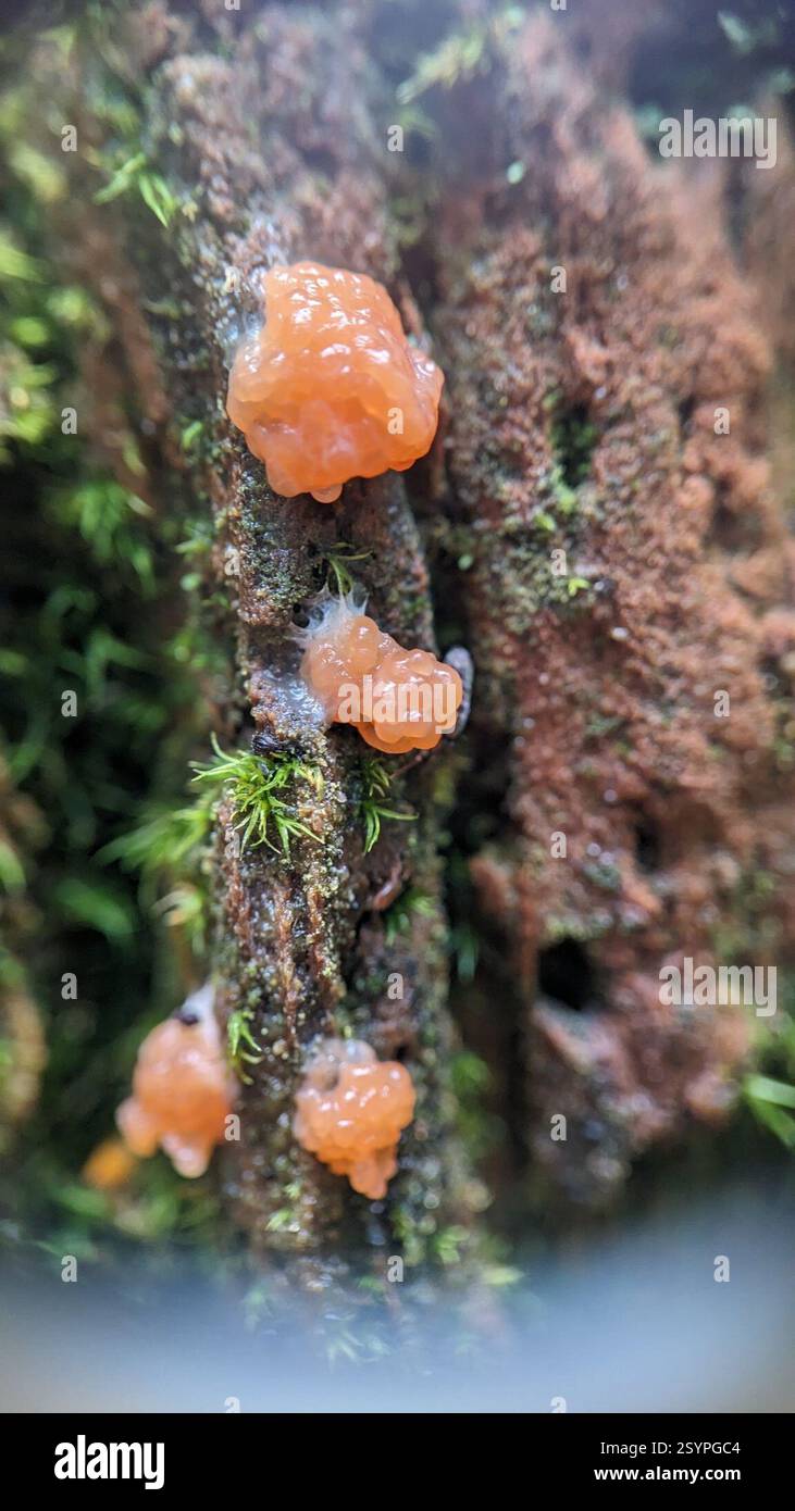 Red Raspberry Slime Mold (Tubifera ferruginosa), Protozoa, Brockenhurst ...