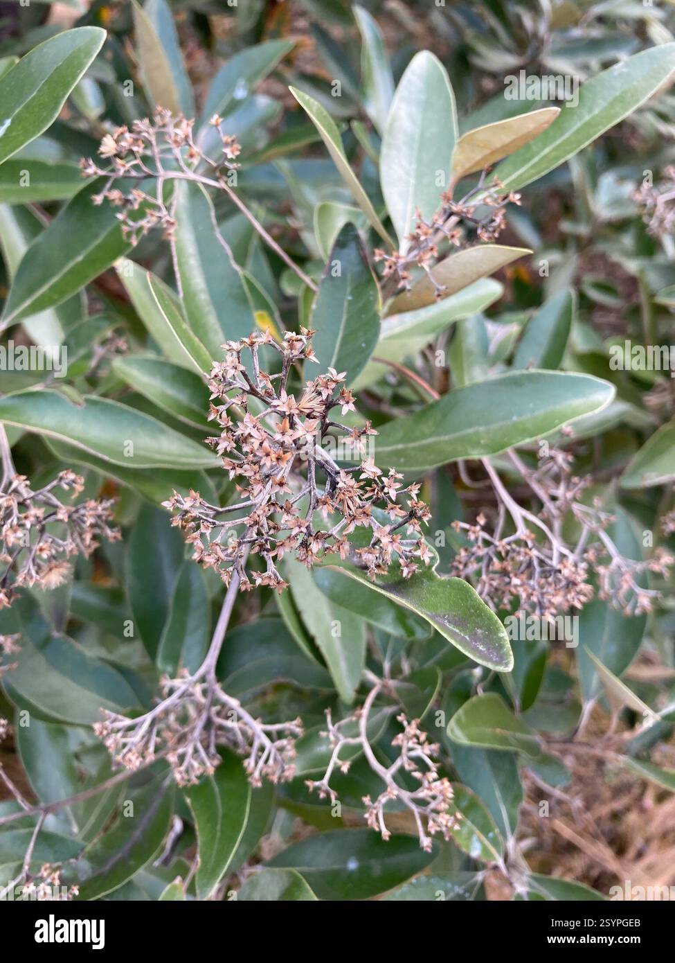 mangrove-leaved daisy-bush (Olearia avicenniifolia), Plantae, Castle ...