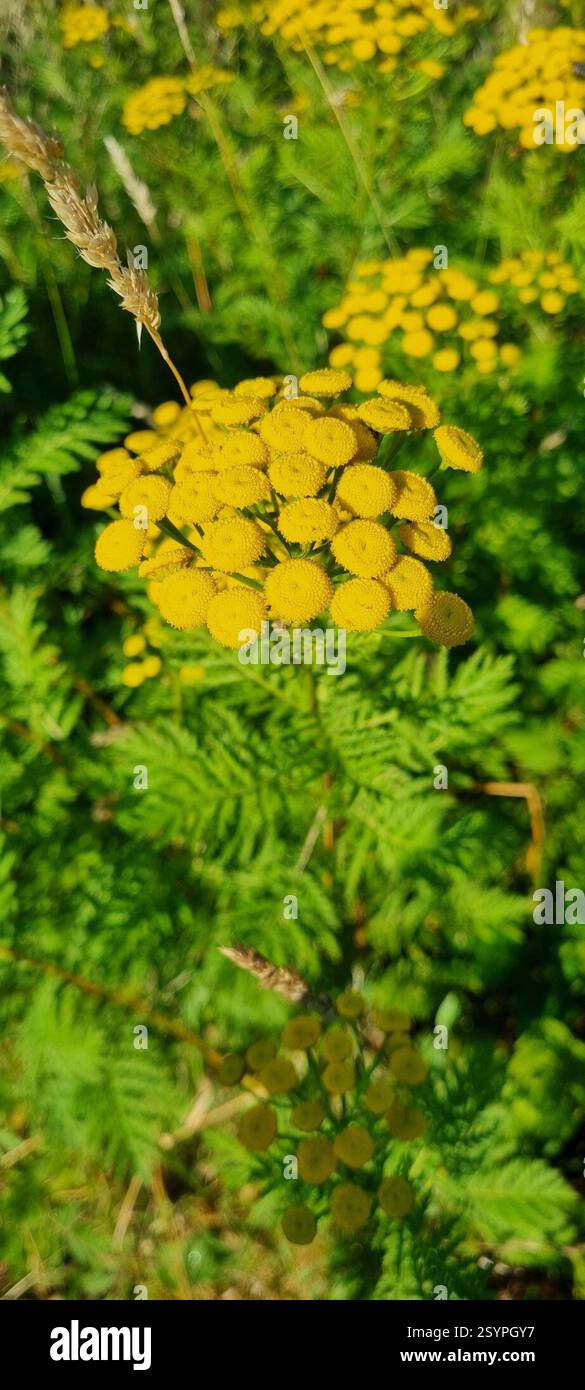 tansy (Tanacetum vulgare), Plantae, Whitacre Heath, Coleshill ...