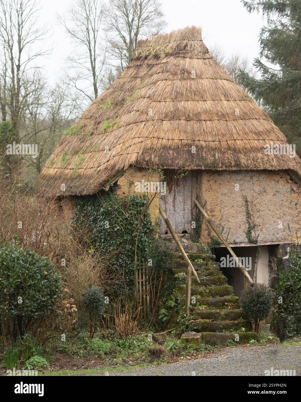 ancient grain barn with thatched roof on a Cornish farm Stock Photo - Alamy
