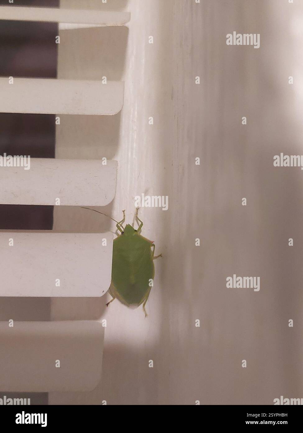 Spined green stink bug (Loxa flavicollis), Insecta, Duck Key, FL 33050 ...