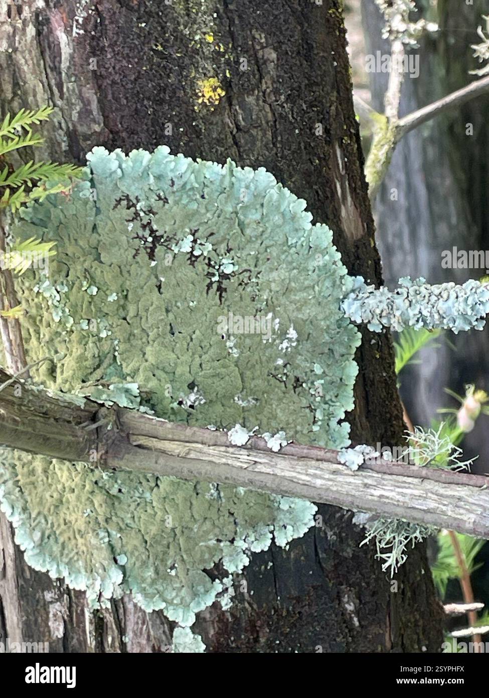 common greenshield lichen (Flavoparmelia caperata), Fungi, Phelps Lake ...