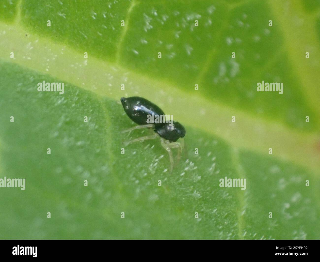Sun Jumping Spiders (Heliophanus), Arachnida, BR2, UK Stock Photo - Alamy