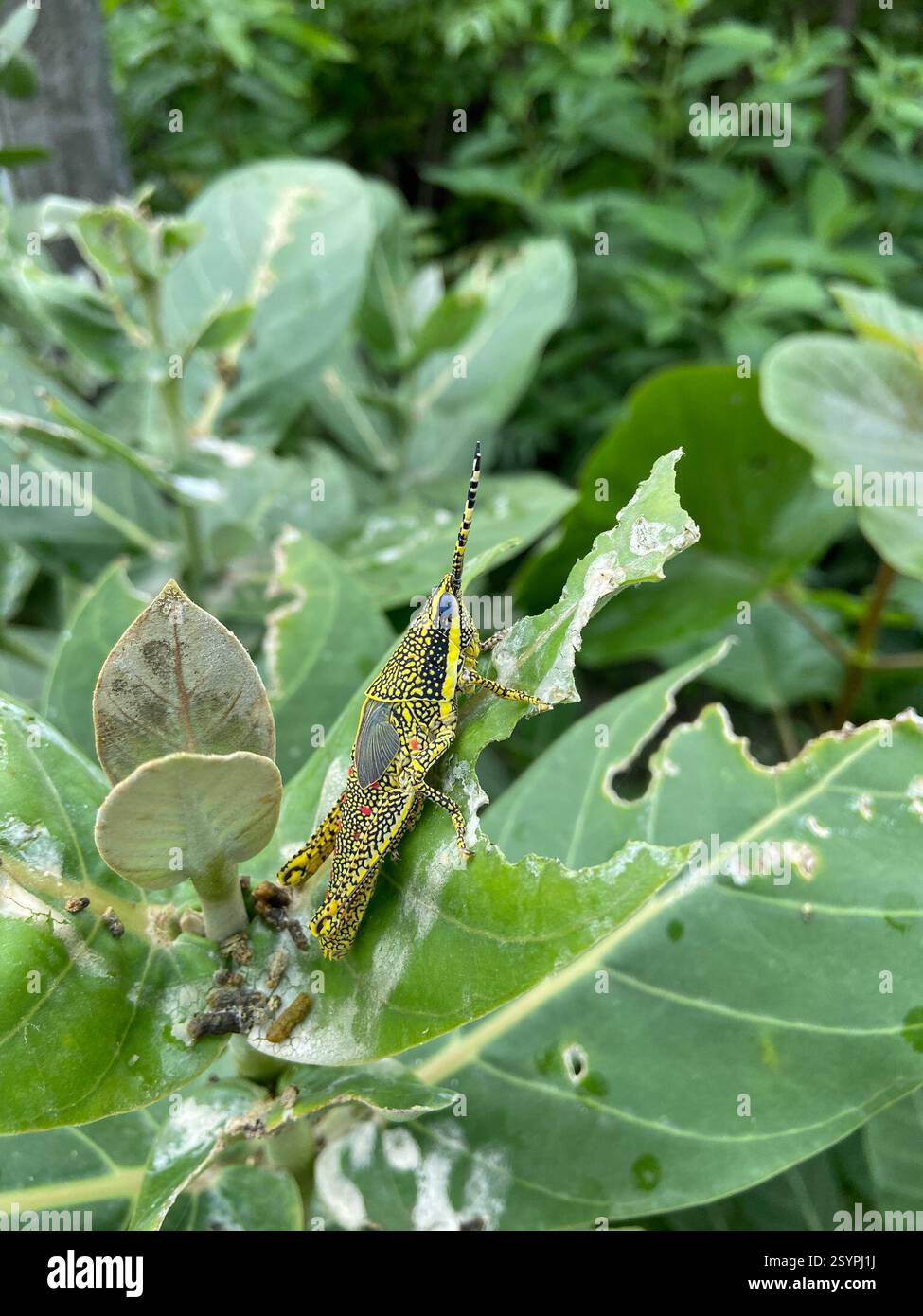 Painted Grasshopper (Poekilocerus pictus), Insecta, Vansda National ...