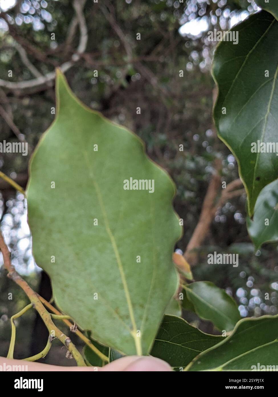 Camphor (Camphora officinarum), Plantae, Zillmere QLD 4034, Australia ...