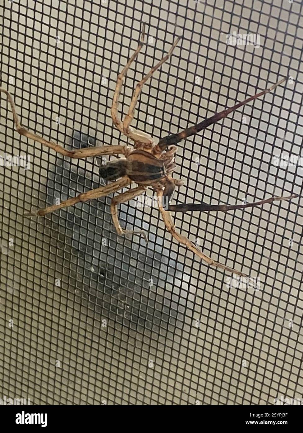 Rabid Wolf Spider (Rabidosa rabida), Arachnida, Ozark-St. Francis ...