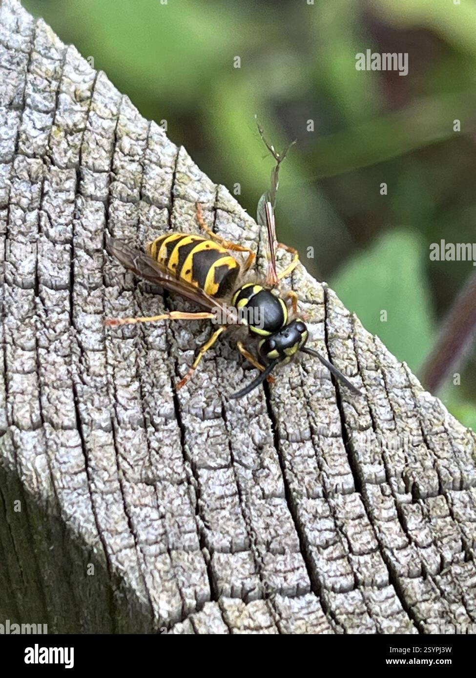 Common European Yellowjacket (Vespula vulgaris), Insecta, Queen ...