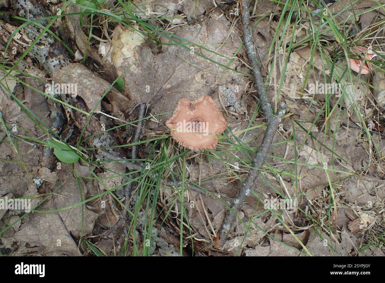 Curry Milkcap (Lactarius camphoratus), Fungi, Petersburg, NY 12138, USA ...