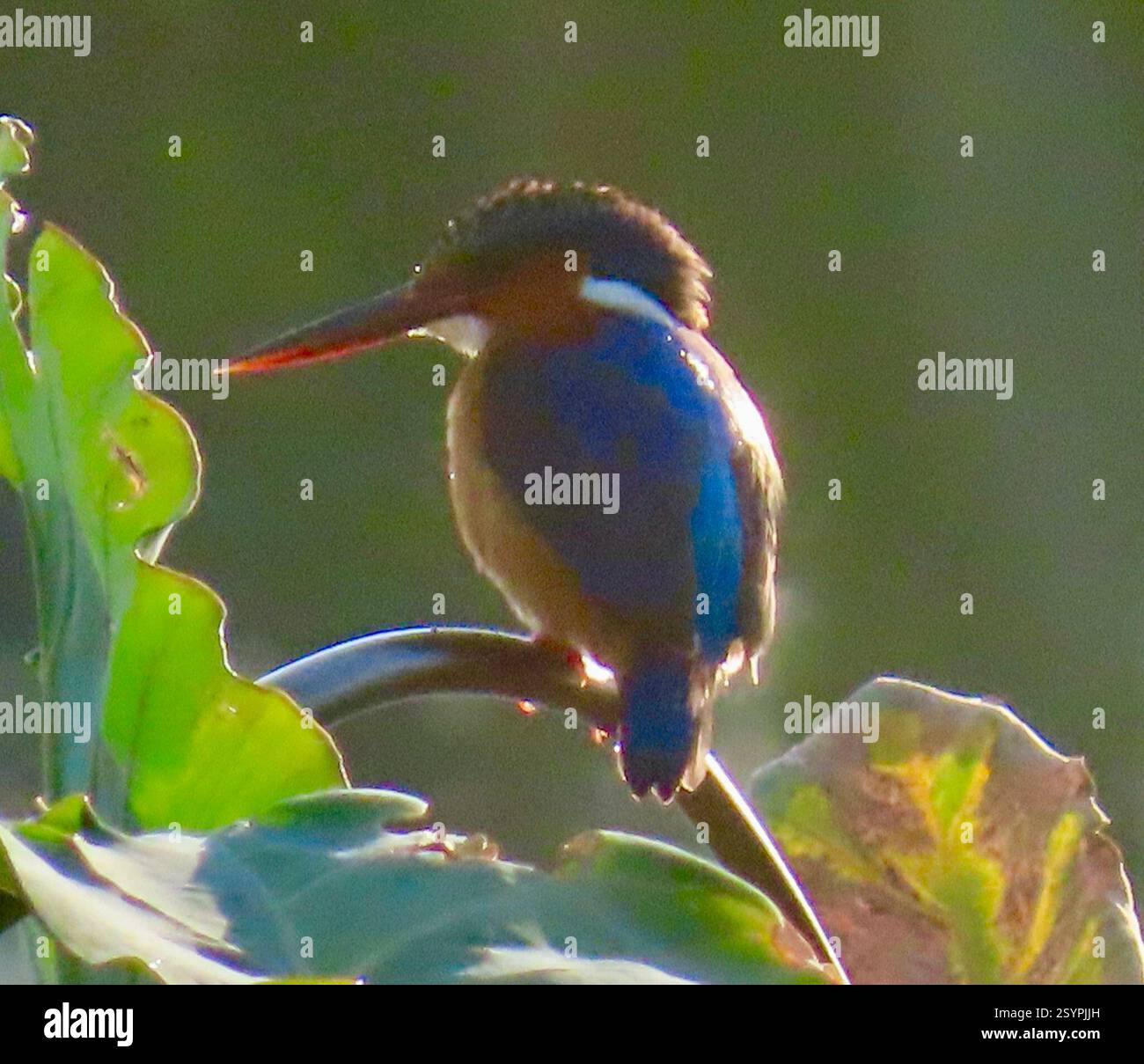 Malagasy Kingfisher (Corythornis vintsioides), Aves, Madagascar ...