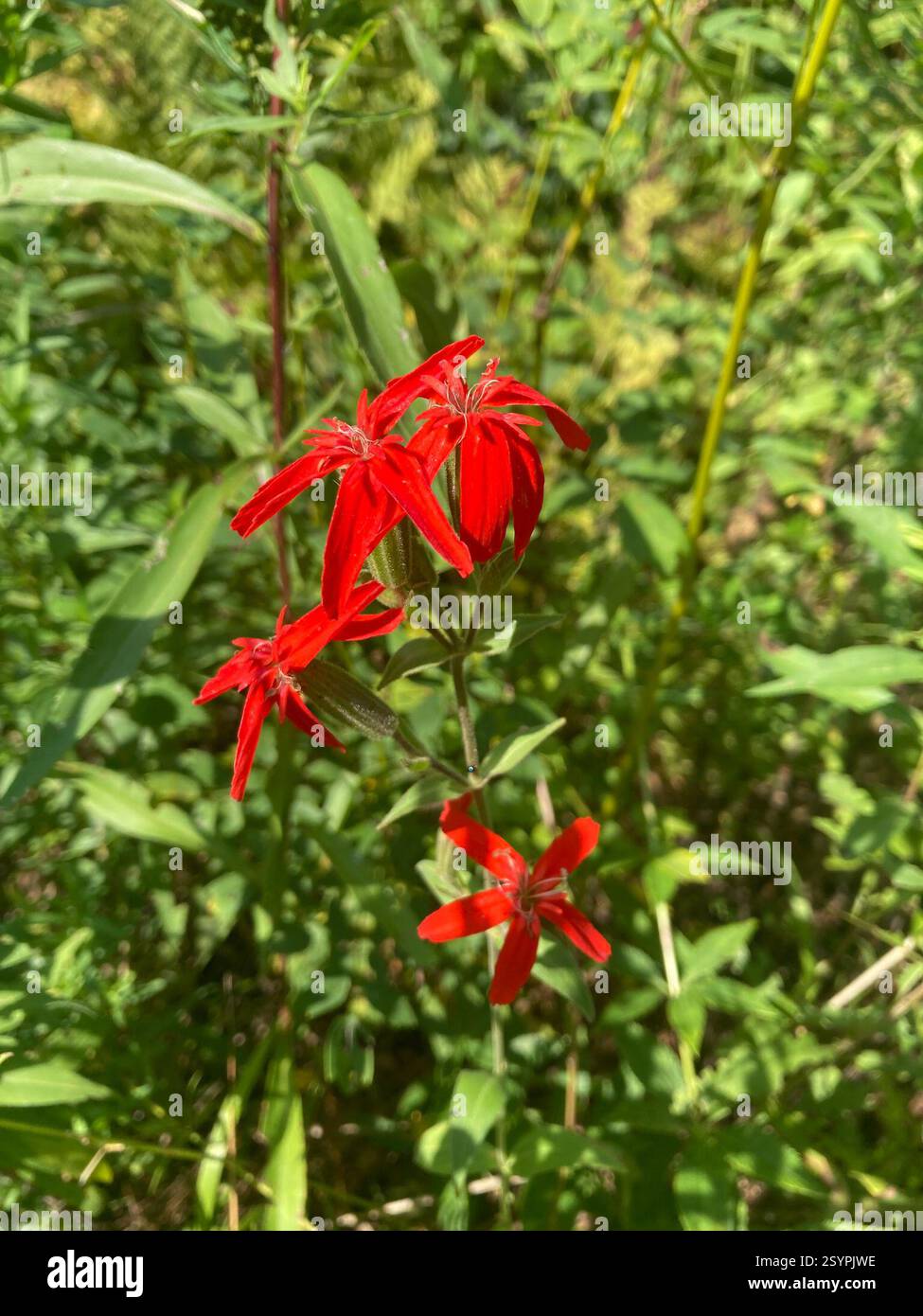 royal catchfly (Silene regia), Plantae, Eloise Butler Wildflower Garden ...