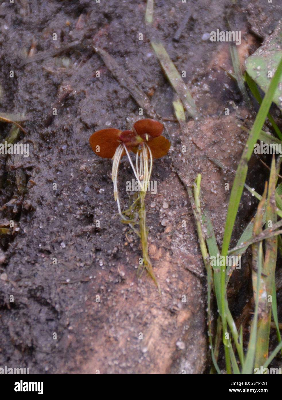greater duckweed (Spirodela polyrhiza), Plantae, Селивановский р-н ...