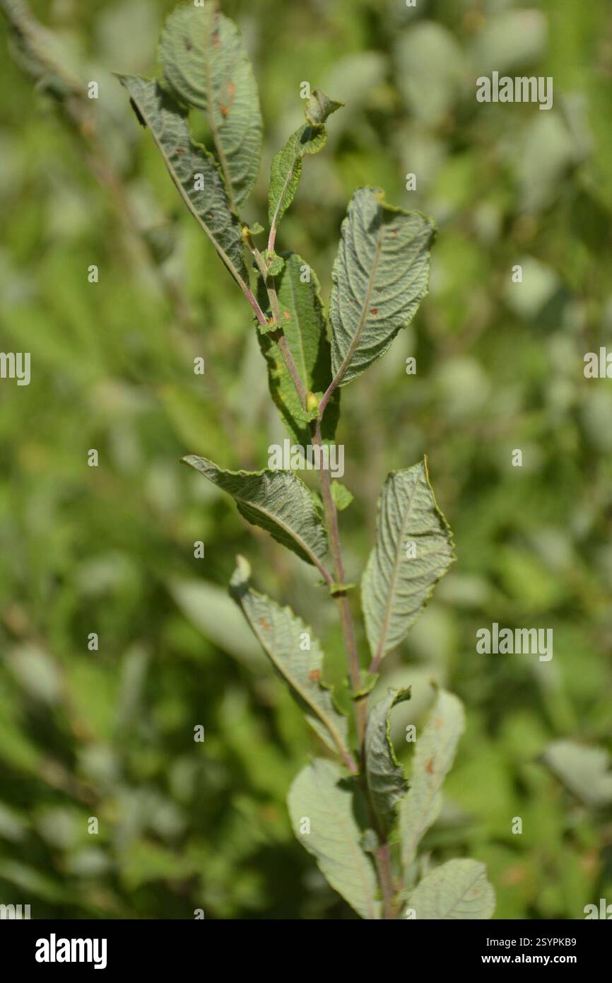 Eared Willow (Salix aurita), Plantae, Селивановский р-н, Владимирская обл., Россия Stock Photo ...