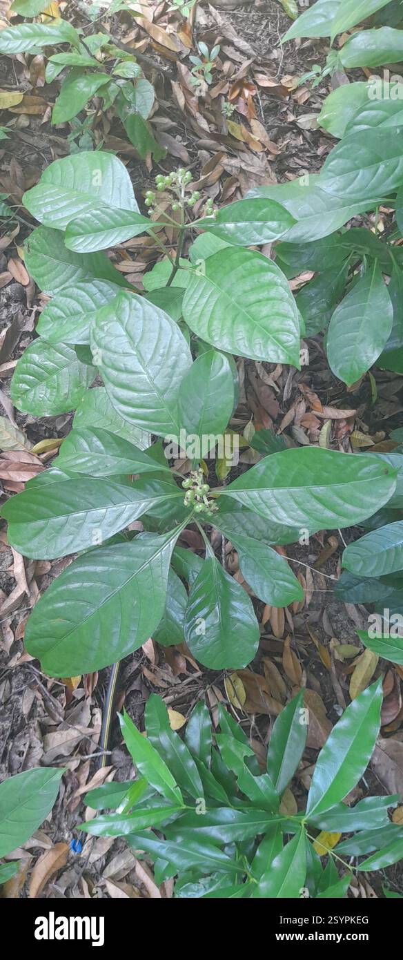 Curved Flower Woody Chassalia (Chassalia curviflora), Plantae, 656W+5J2 ...
