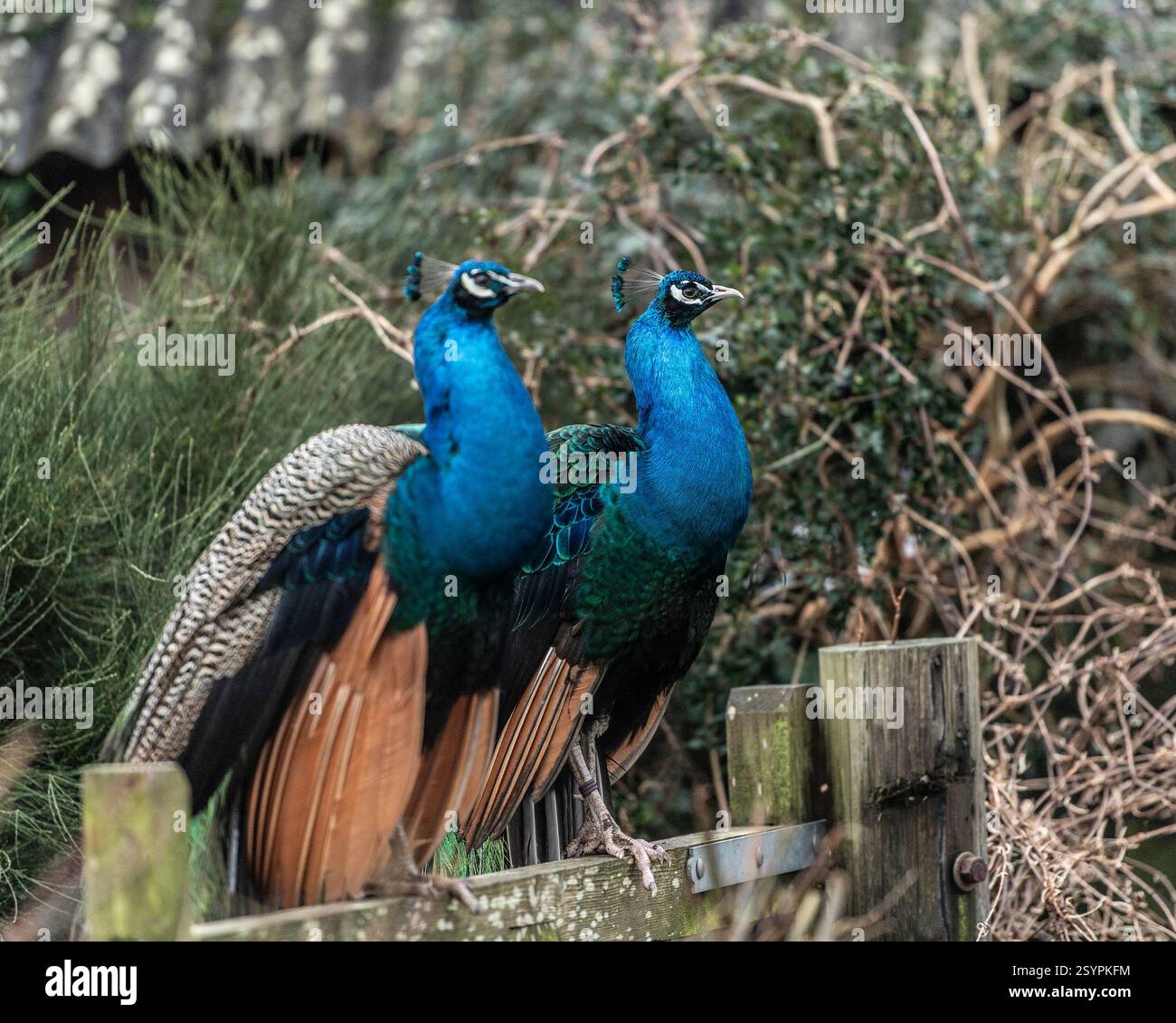 two Indian peacocks sitting on a gate Stock Photo - Alamy