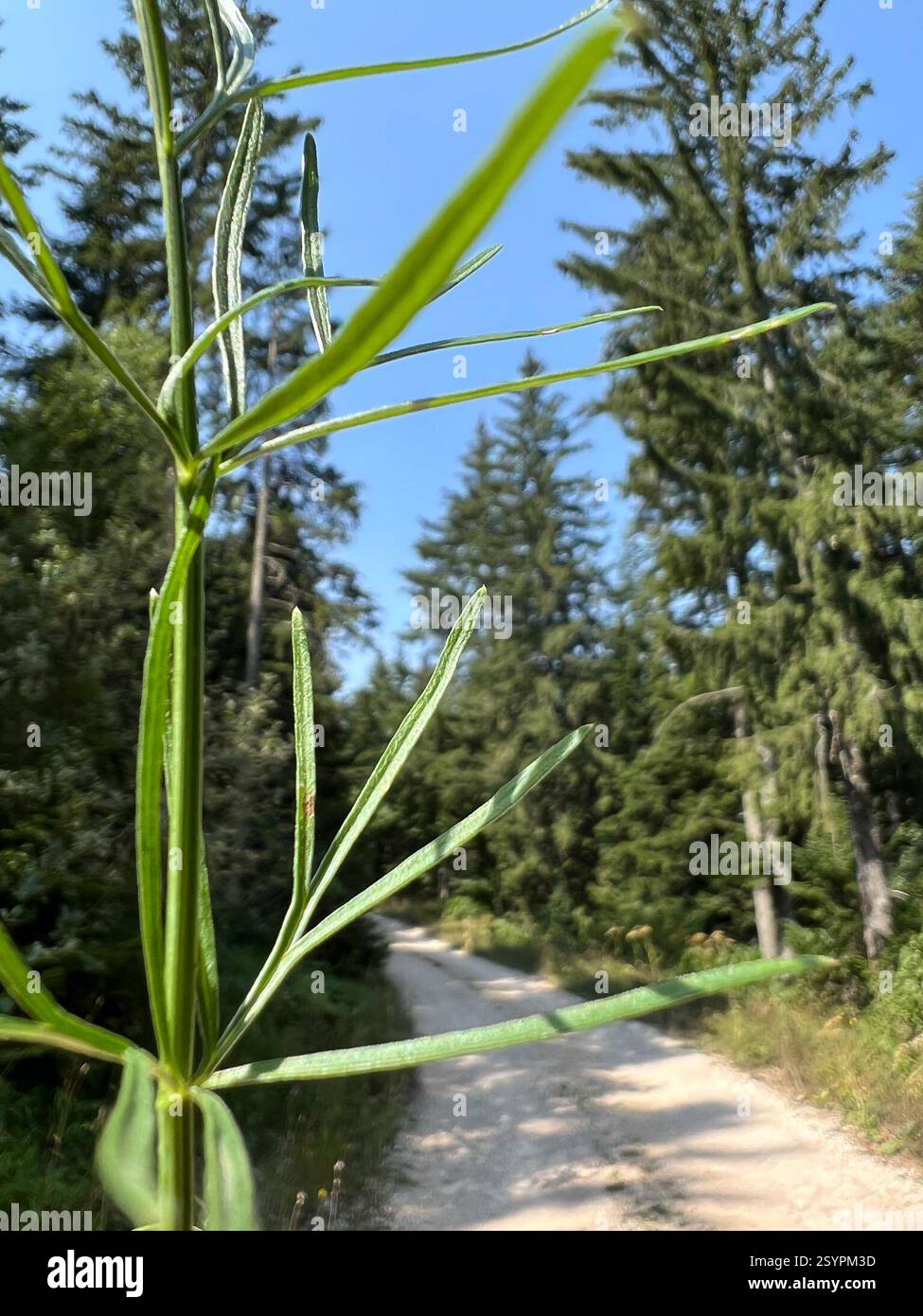 (Apioideae), Plantae, Glamoč, Federacija Bosne i Hercegovine, BA Stock ...