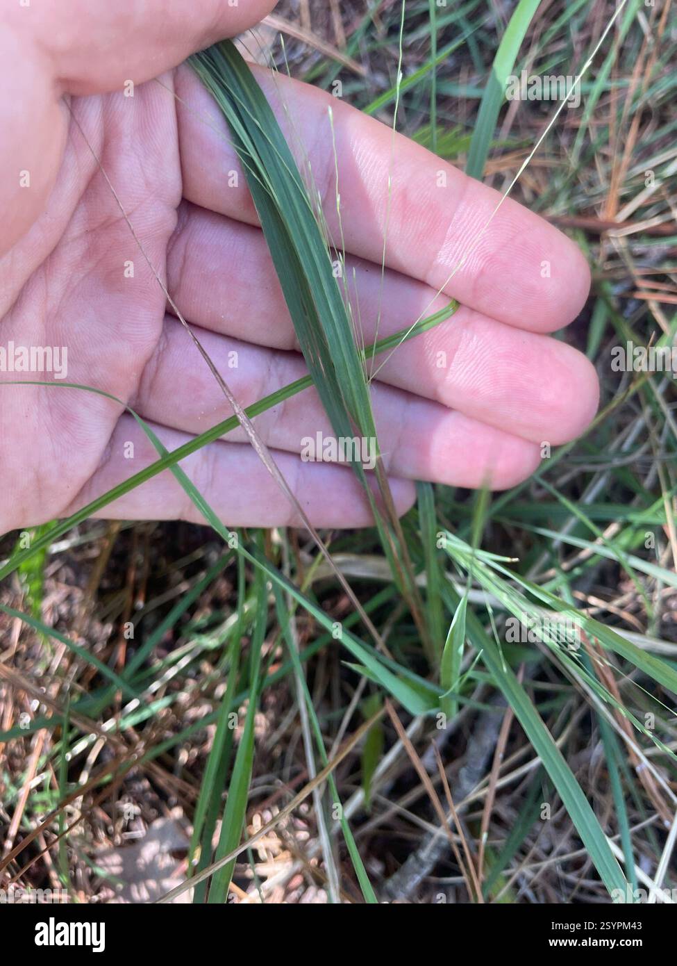 Elliott's lovegrass (Eragrostis elliottii), Plantae, Southern Pines, NC ...