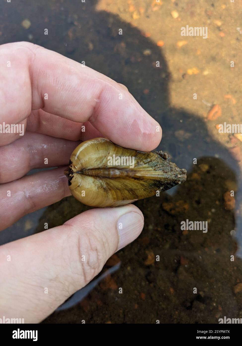 Sheepnose (Plethobasus cyphyus), Mollusca, Wisconsin, US Stock Photo ...