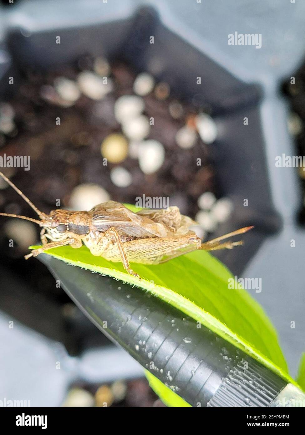 Non functional wings hi-res stock photography and images - Alamy