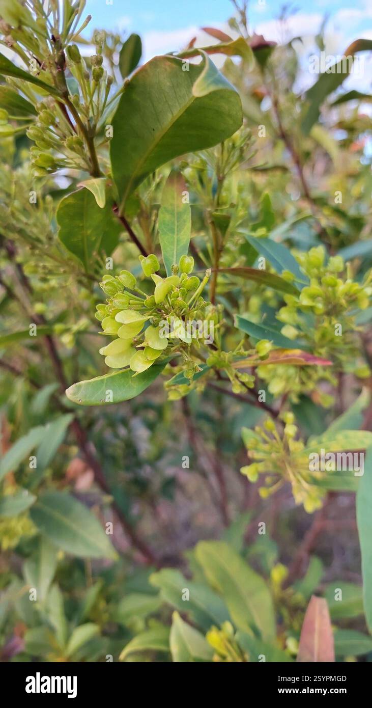 Common Hop Bush (Dodonaea triquetra), Plantae, Brunswick Heads NSW 2483 ...