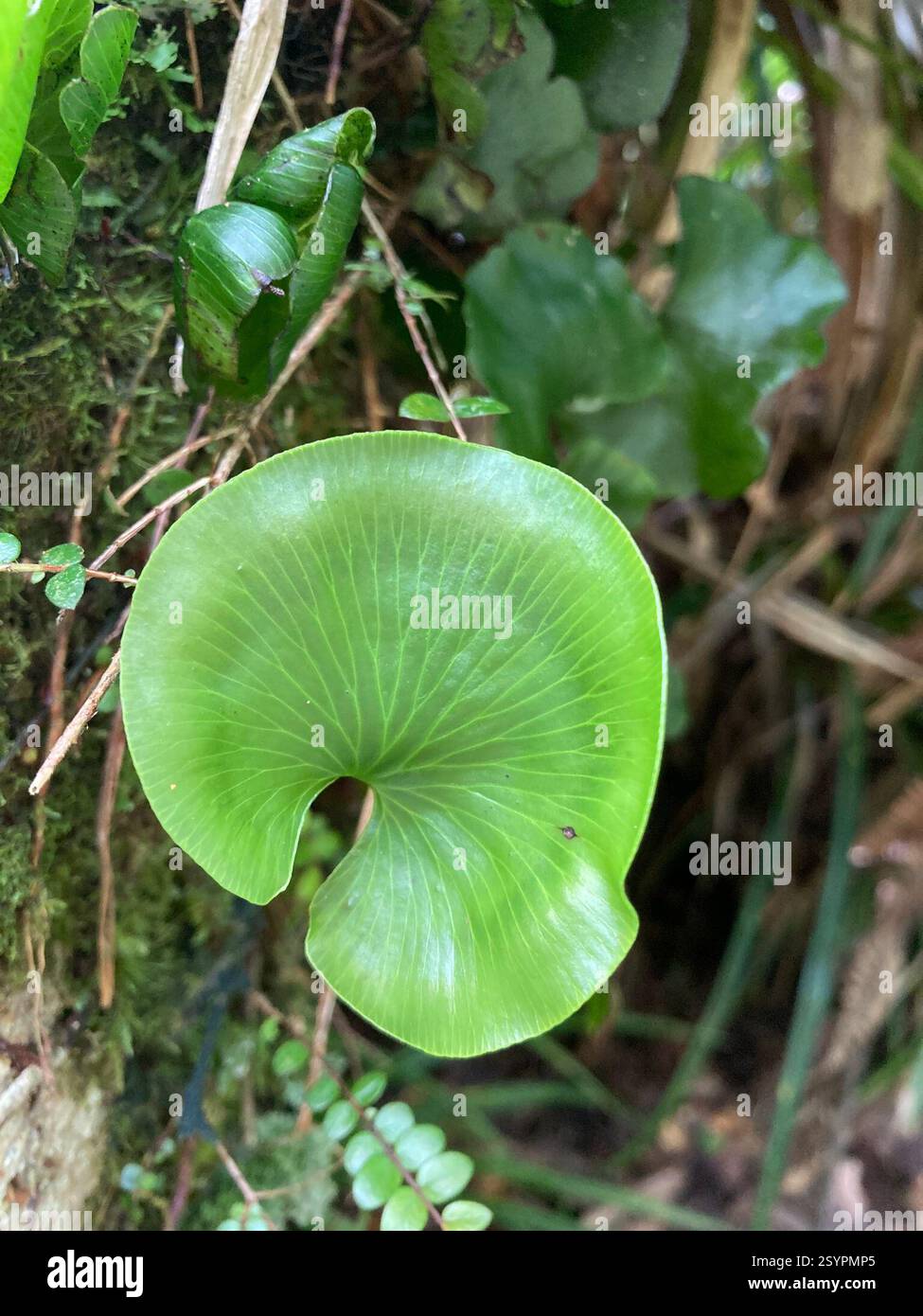kidney fern (Hymenophyllum nephrophyllum), Plantae, Buller District ...