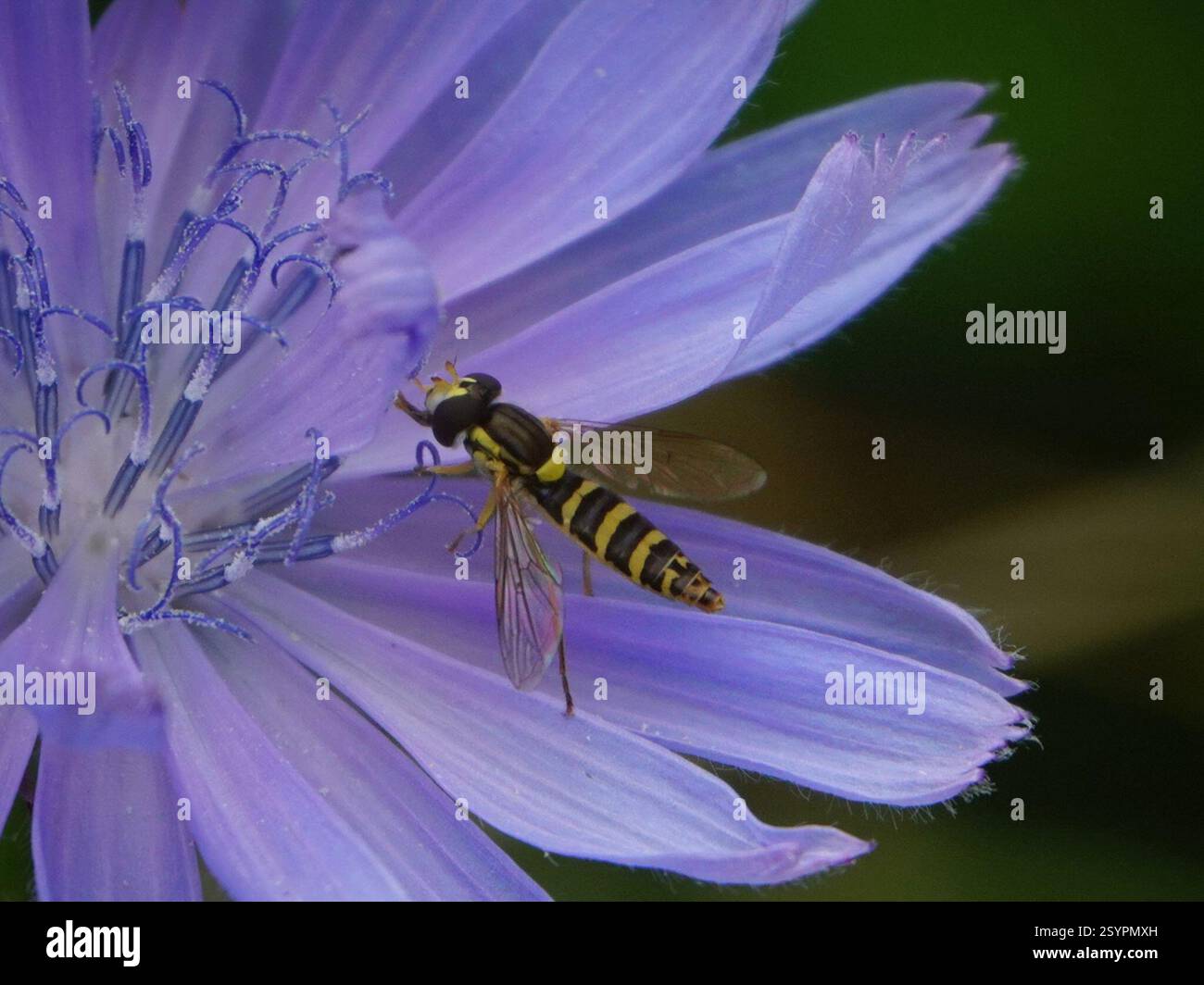 Common Globetail (Sphaerophoria scripta), Insecta, 3540, Lynge, Danmark ...