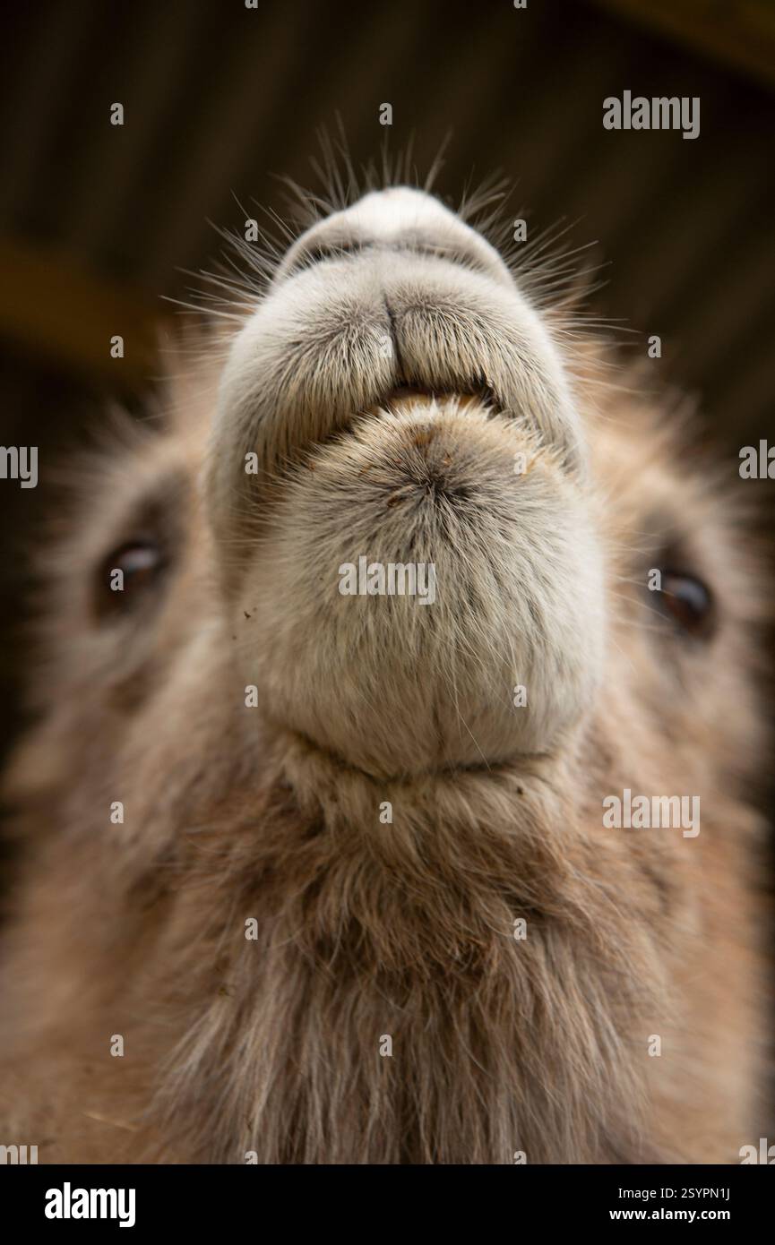 Bactrian camel, Camelus bactrianus Stock Photo - Alamy