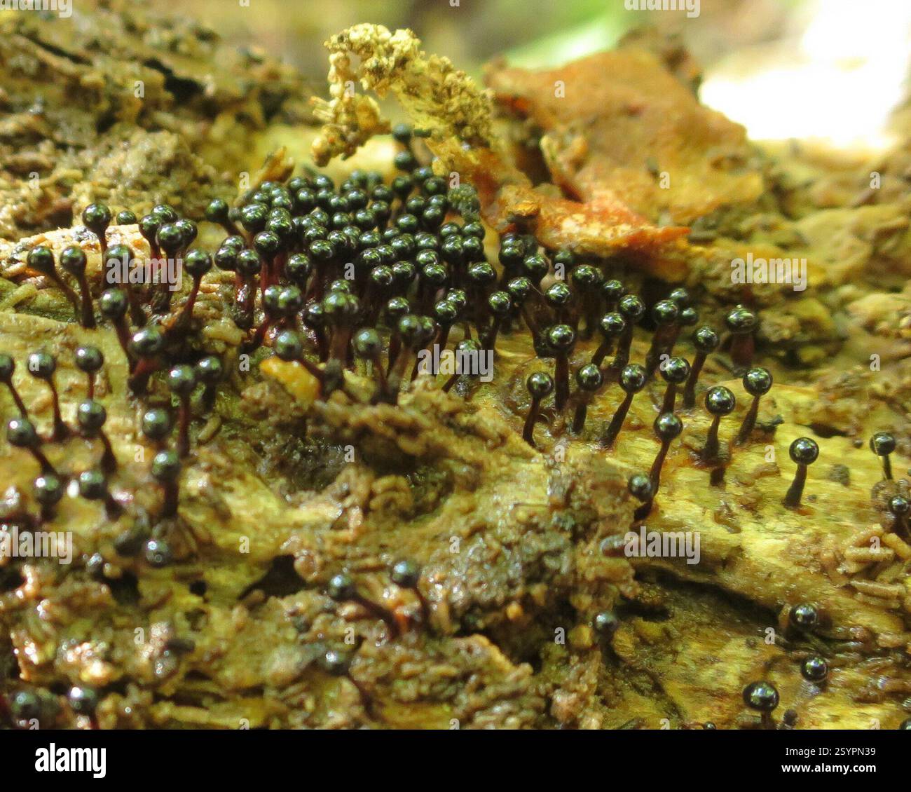 (Metatrichia), Protozoa, Lake Ōkareka, Rotorua 3076, New Zealand, First ...