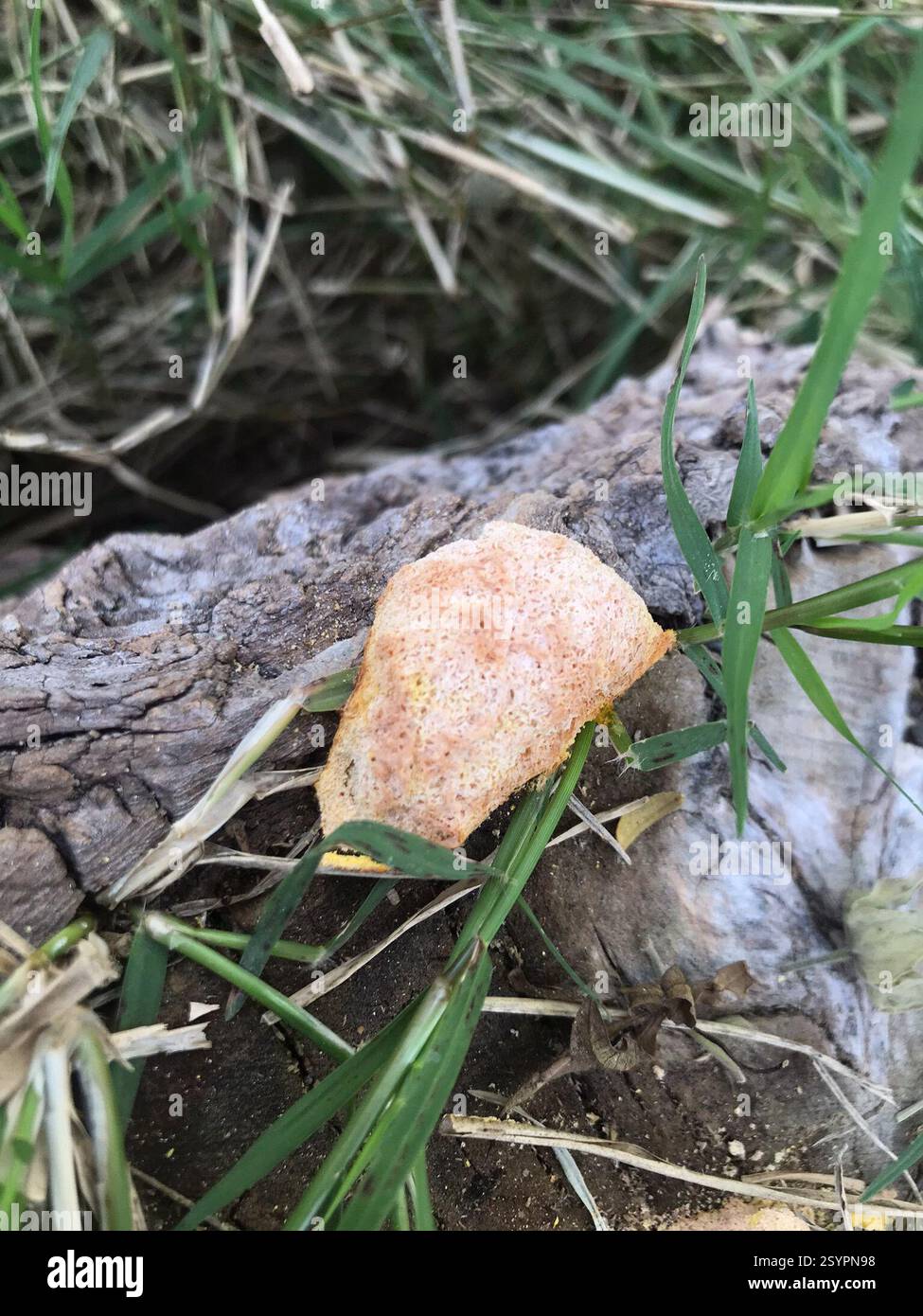 Dog Vomit Slime Mold (Fuligo septica), Protozoa, Santa Fe de la Vera ...