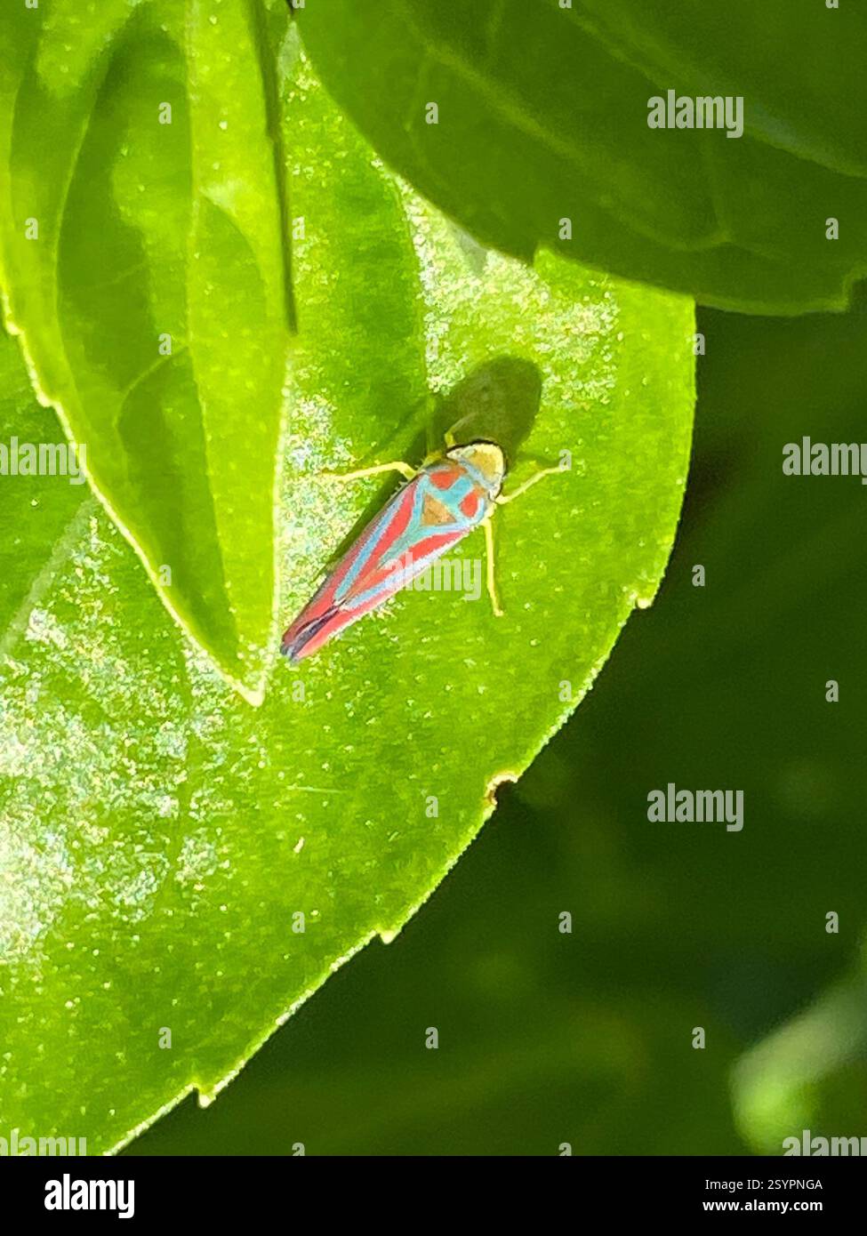 Red-banded Leafhopper (Graphocephala coccinea), Insecta, MacDonald St ...