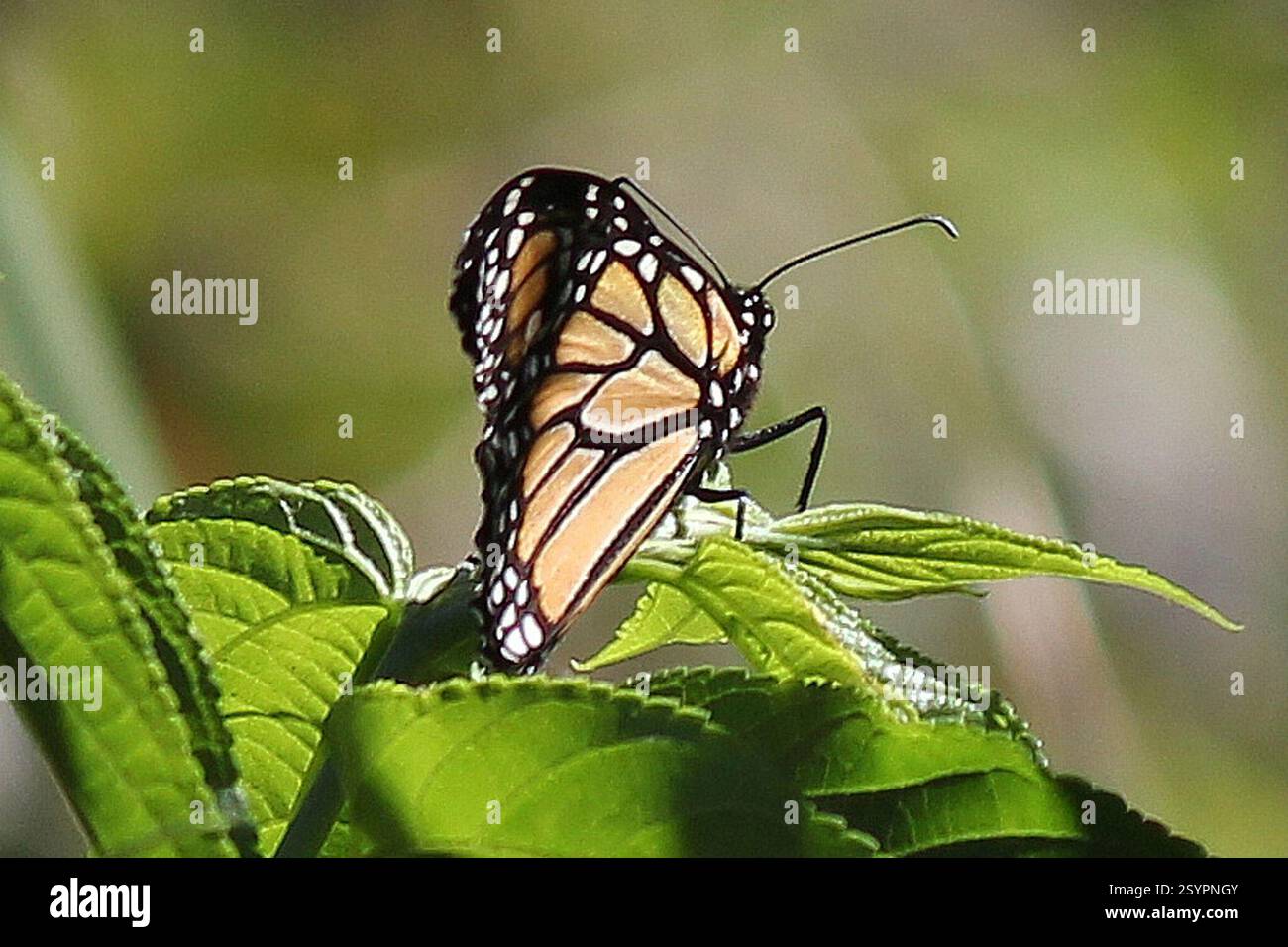 Monarch (Danaus plexippus), Insecta, Oxley Creek Common, Brisbane QLD ...