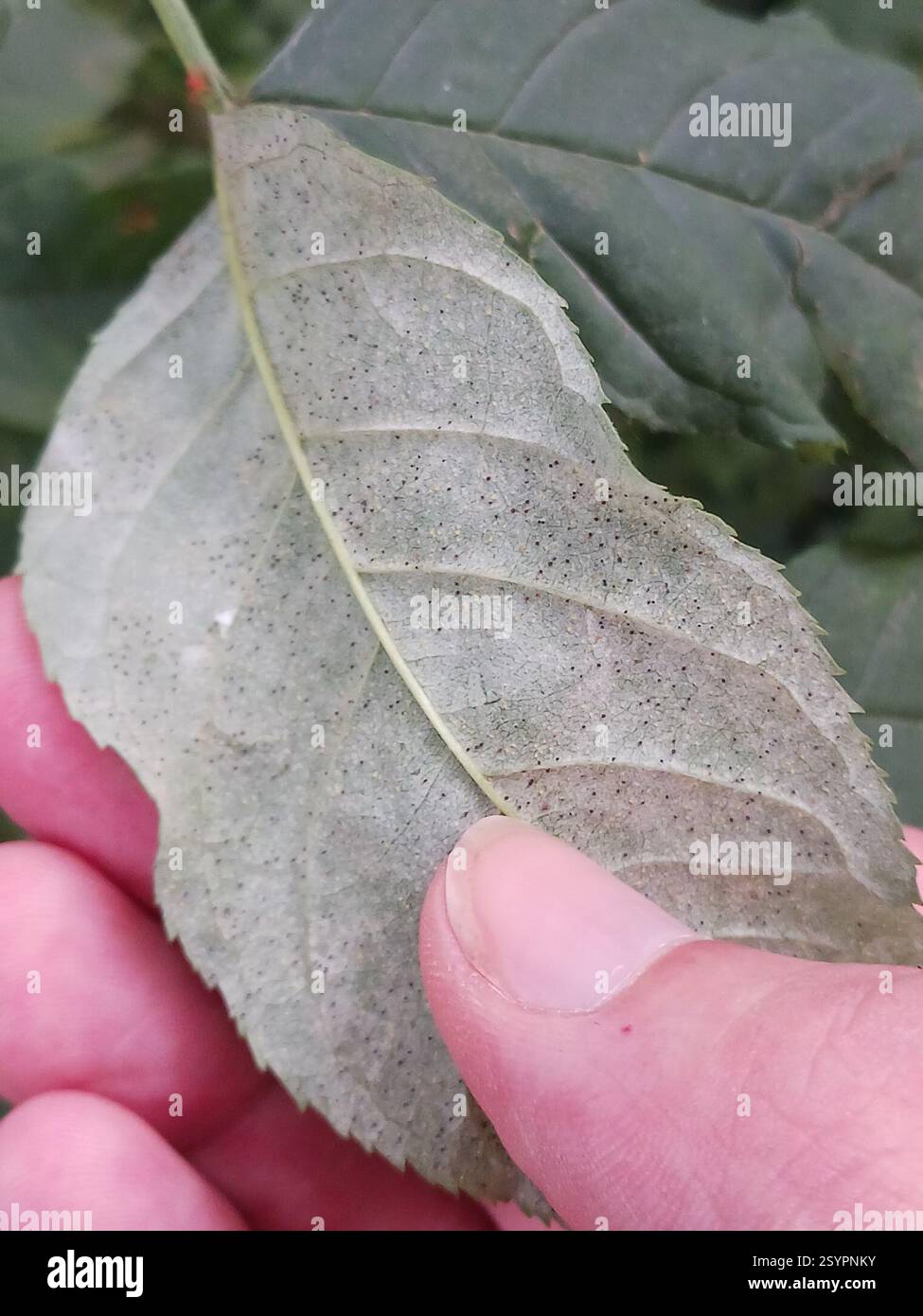 Ash powdery mildew (Phyllactinia fraxini), Fungi, 35390 Gießen ...