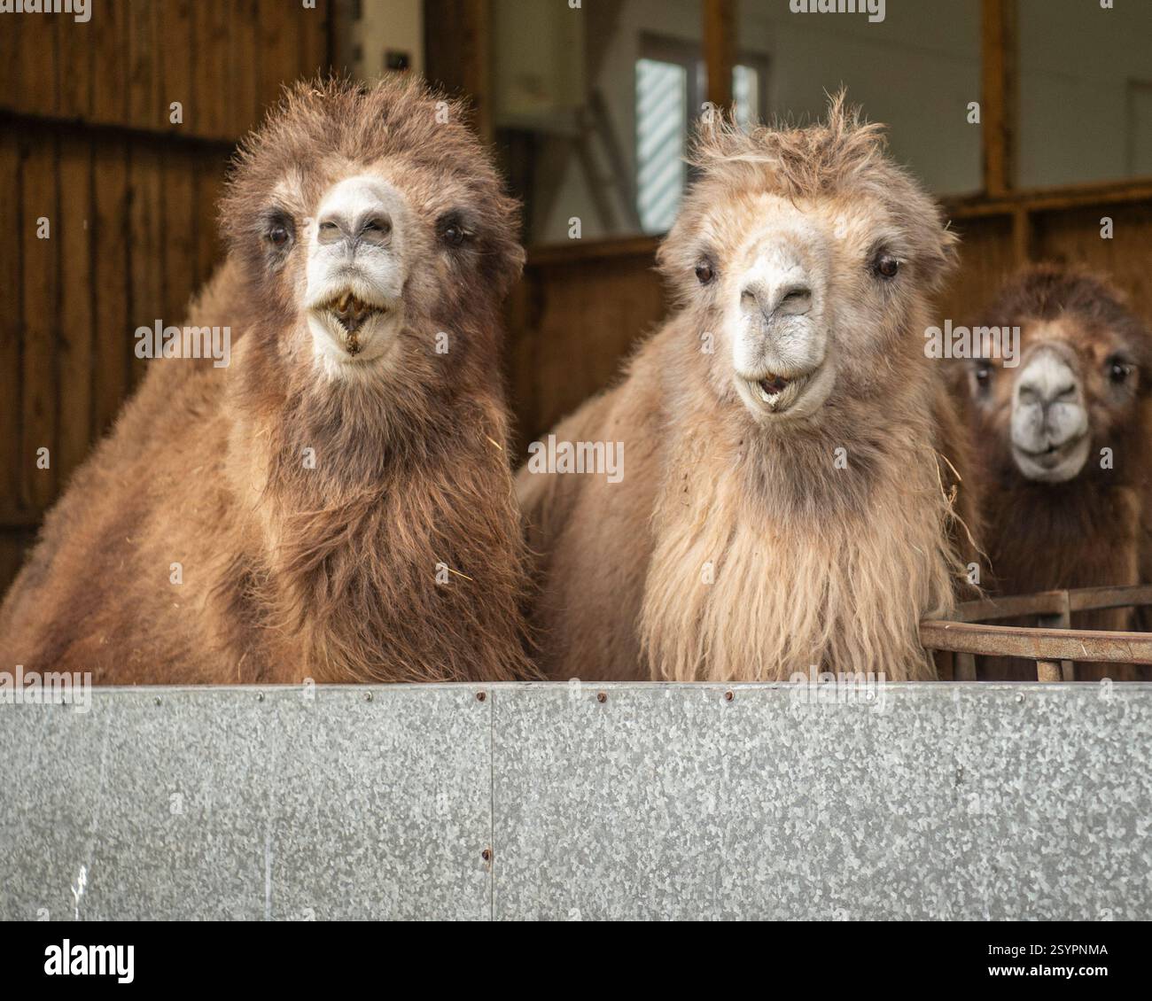 two Bactrian camels, with a third in background Camelus bactrianus ...