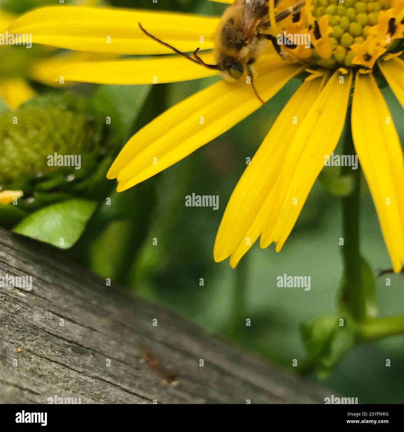 Dark-veined Longhorn Bee (Melissodes trinodis), Insecta, , Male ...